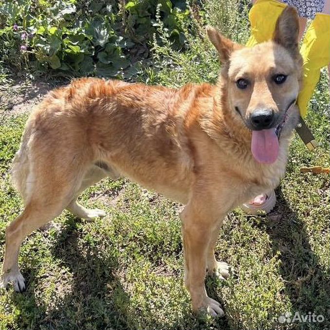 Добрейший пес Очень нужны ручки