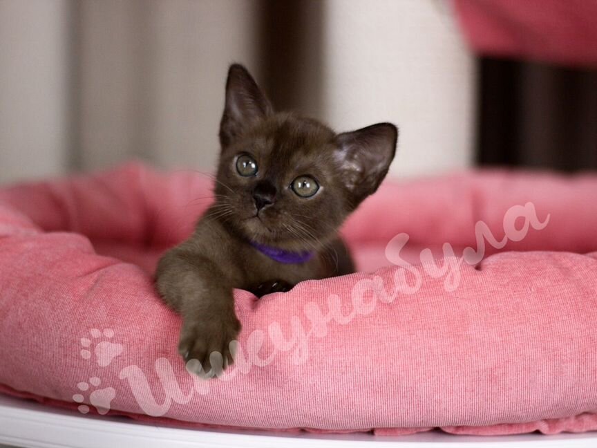 Ефим