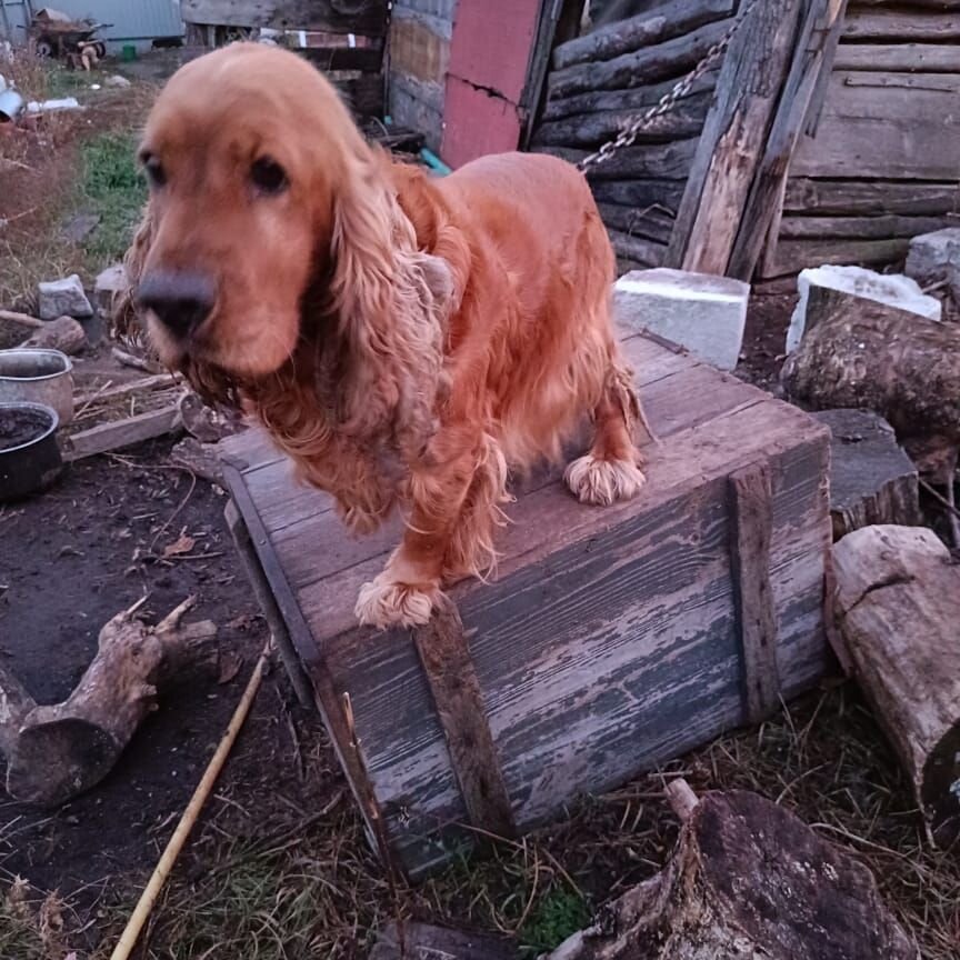 Кокер спаниель