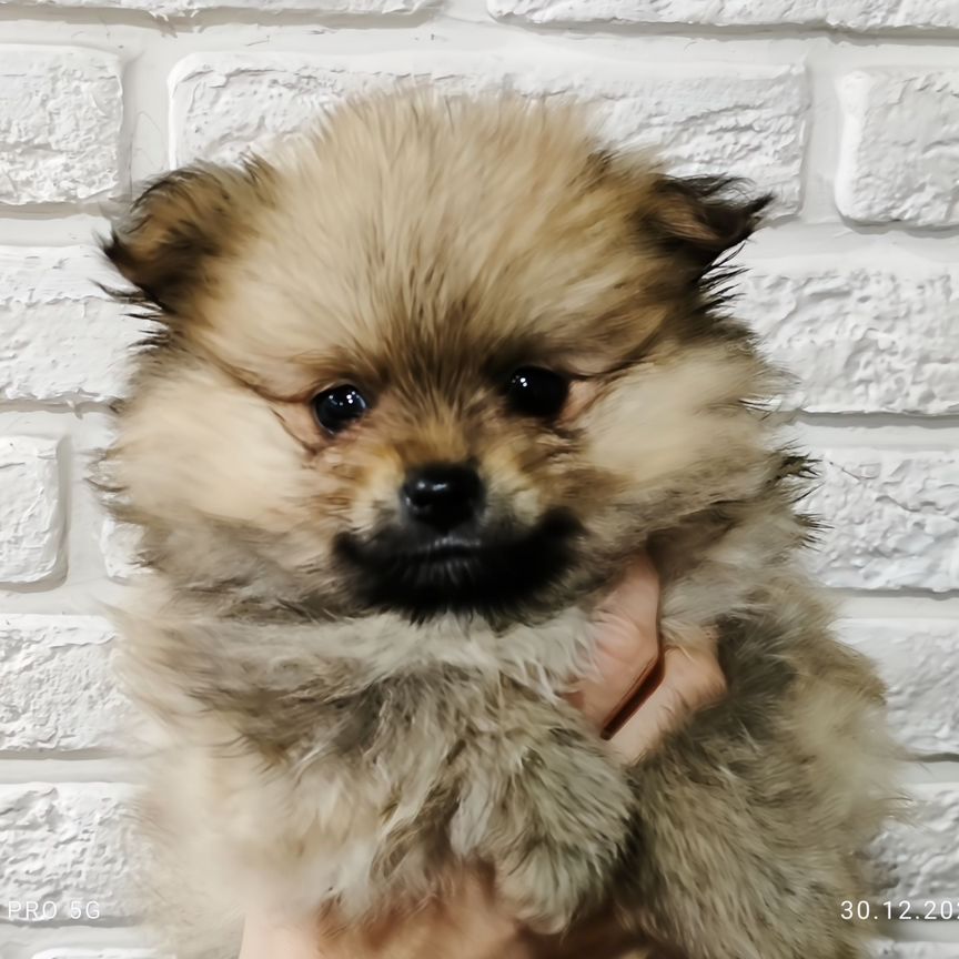 Померанский шпиц, щенок