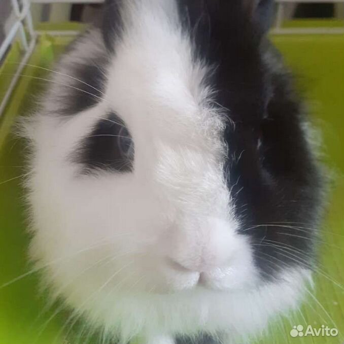 Декоративные кролики в добрые руки