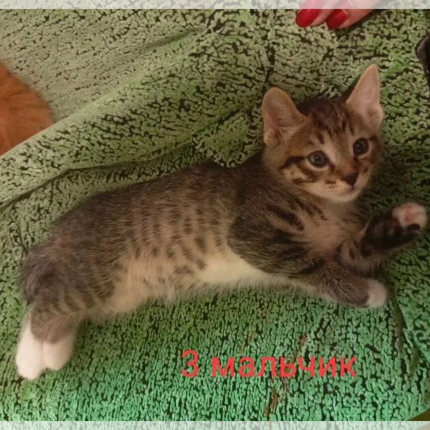 Котёнок в добрые руки