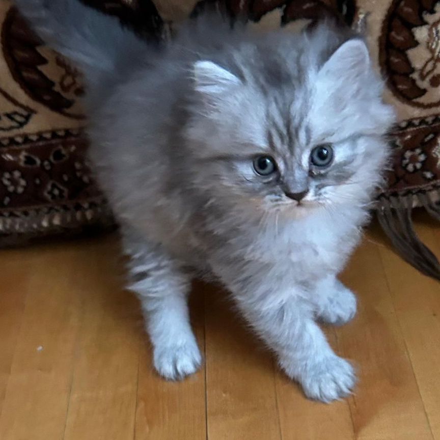 Котята Норвежская лесная