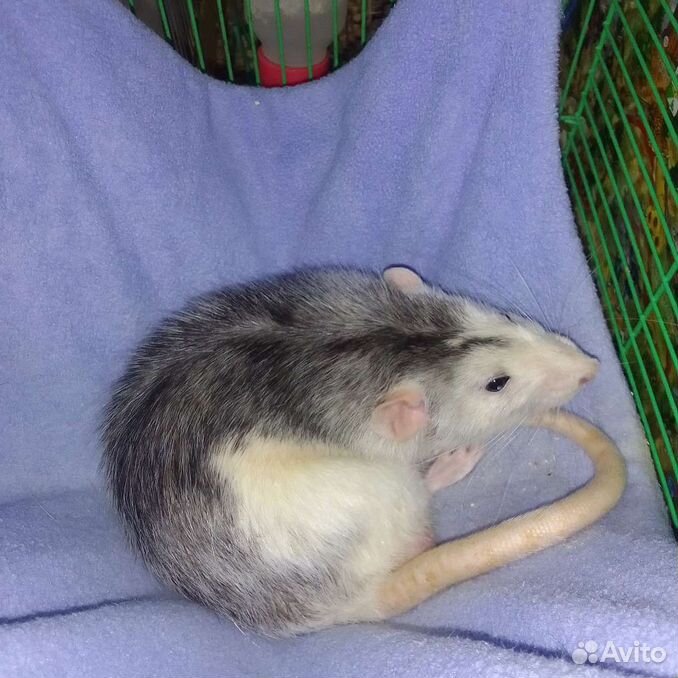 Краска дамбо