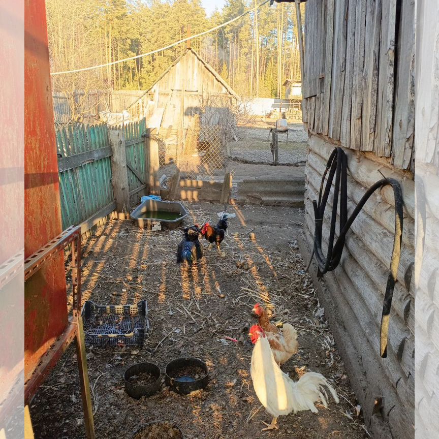 Петух