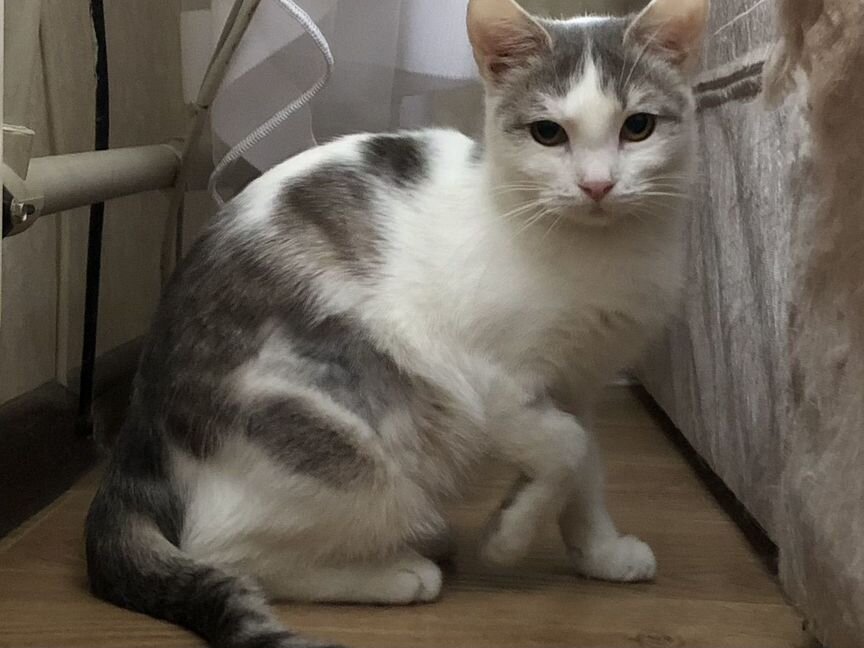 Молоденькая кошечка