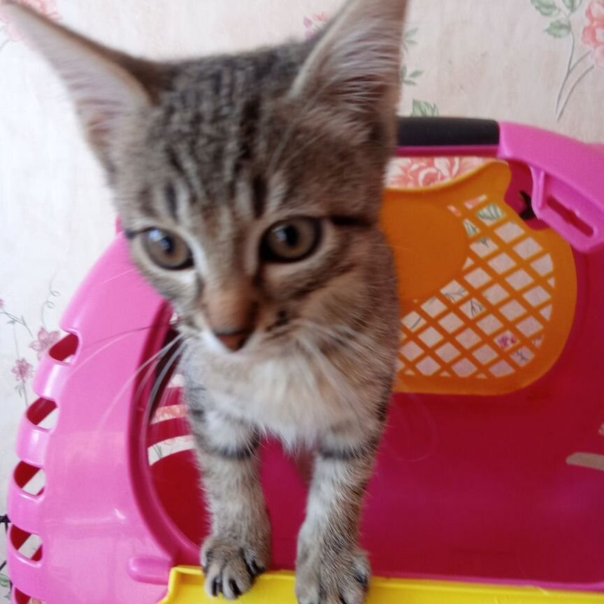 Котенок Шпрот