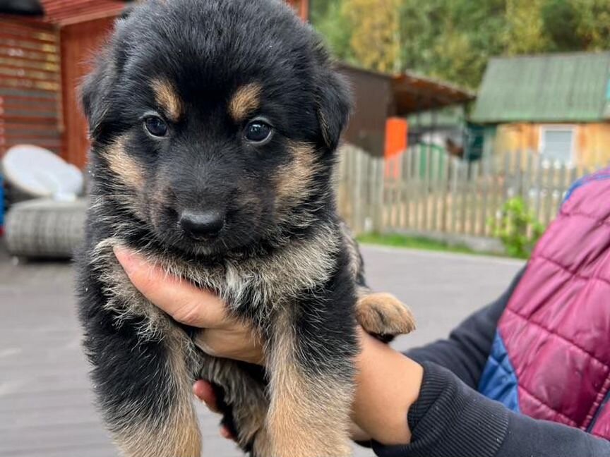 Немецкая овчарка