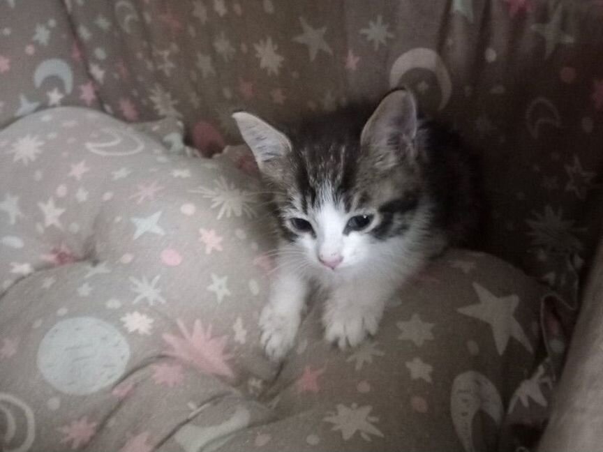 Котейка ищет дом