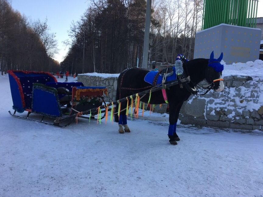 Сани телега для лошади