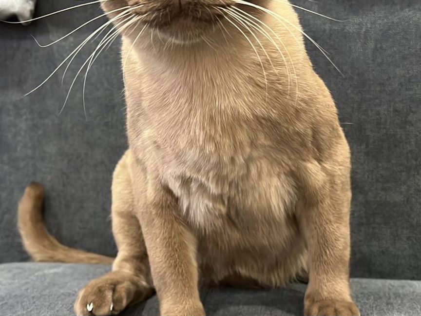 Бурманский котик
