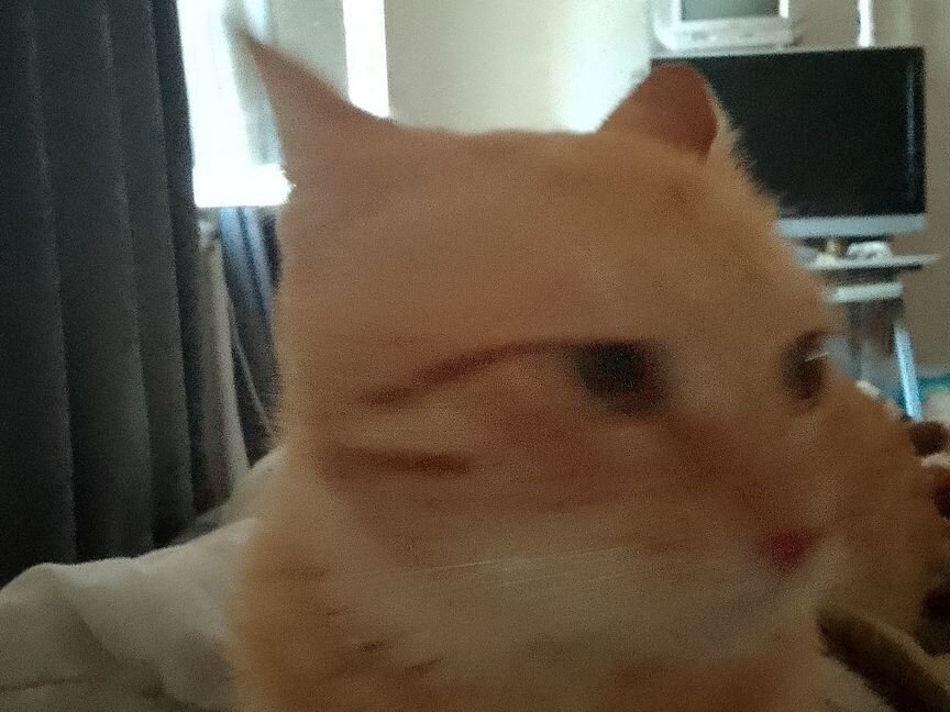 Кошек ждёт усыпление