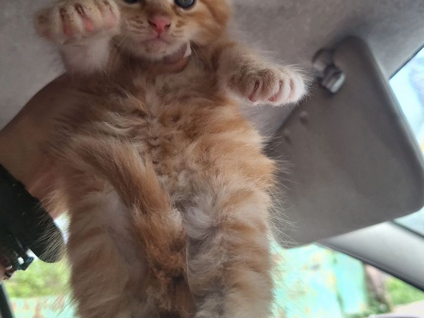 Мейнкункотята