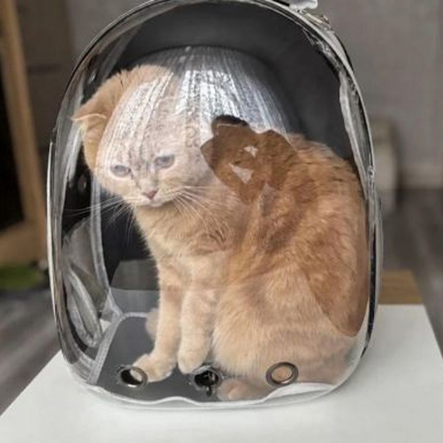 Переноска для кошек рюкзак с окном