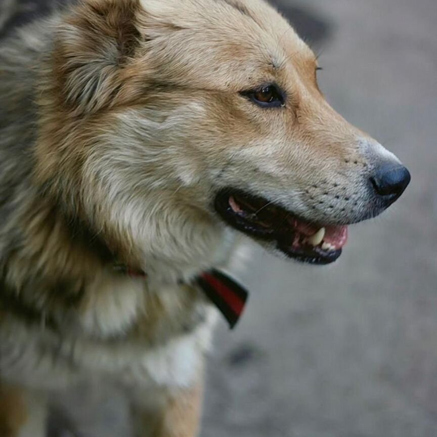 Маша ищет дом