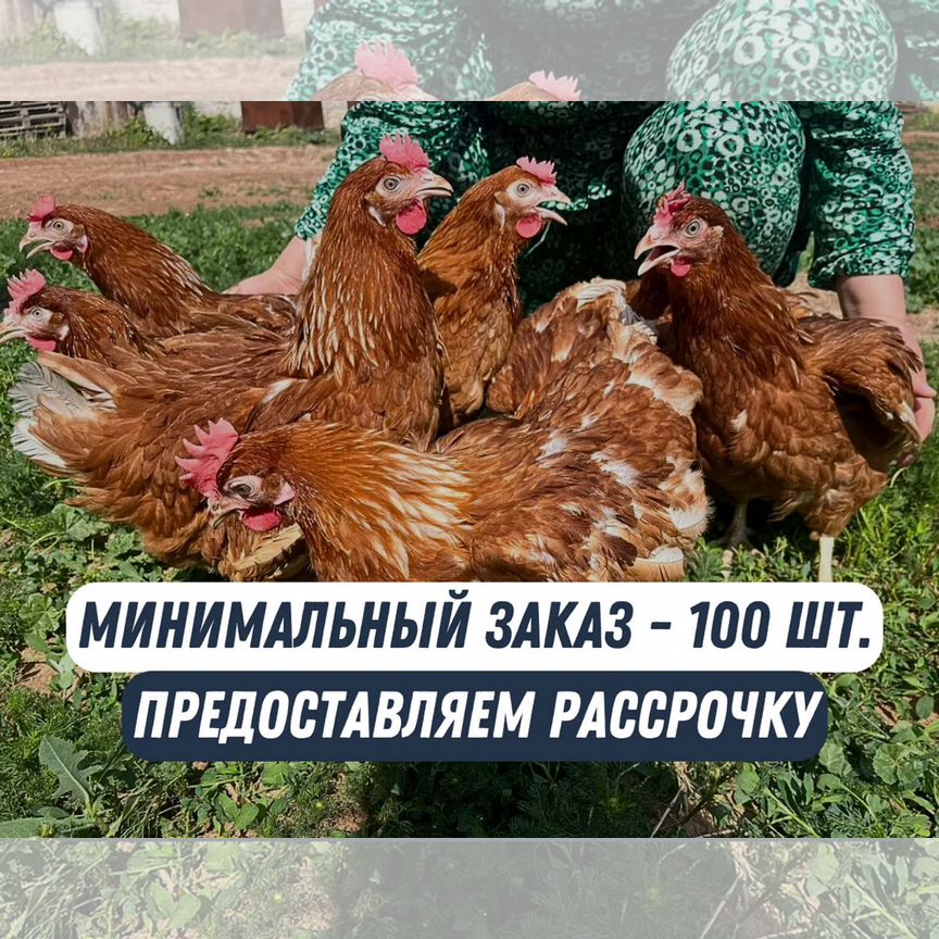 Куры несушки оптом от производителя с доставкой