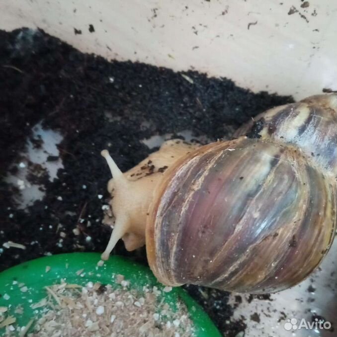 Улитки ахатины продам