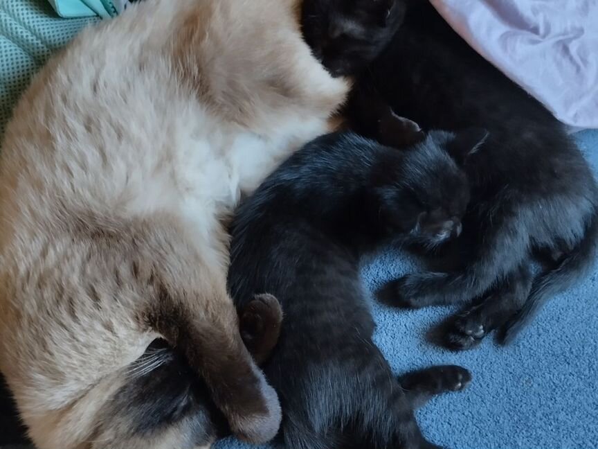 Котята в добрые руки