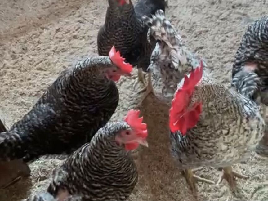 Куры и петух