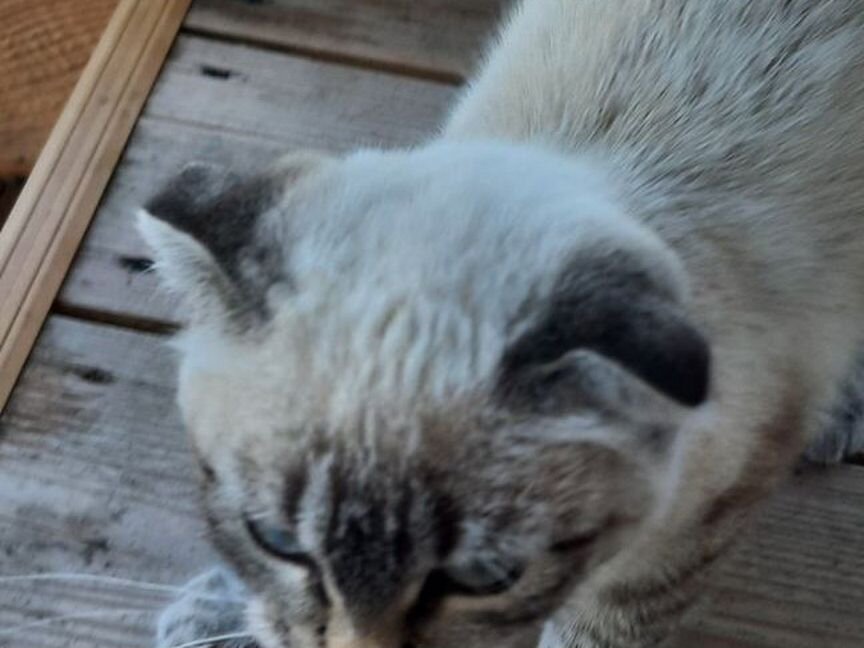 Кошка в дар