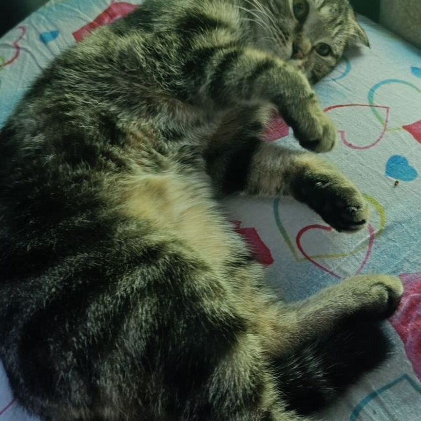 Шотландский вислоухий короткошёрстный котёнок