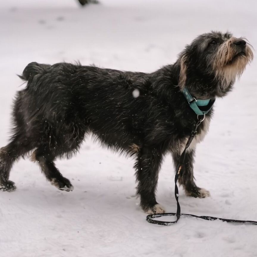 Взрослый пёс в добрые руки