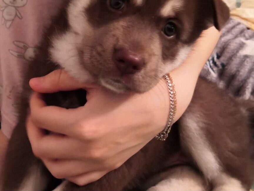 Щенки сибирской хаски