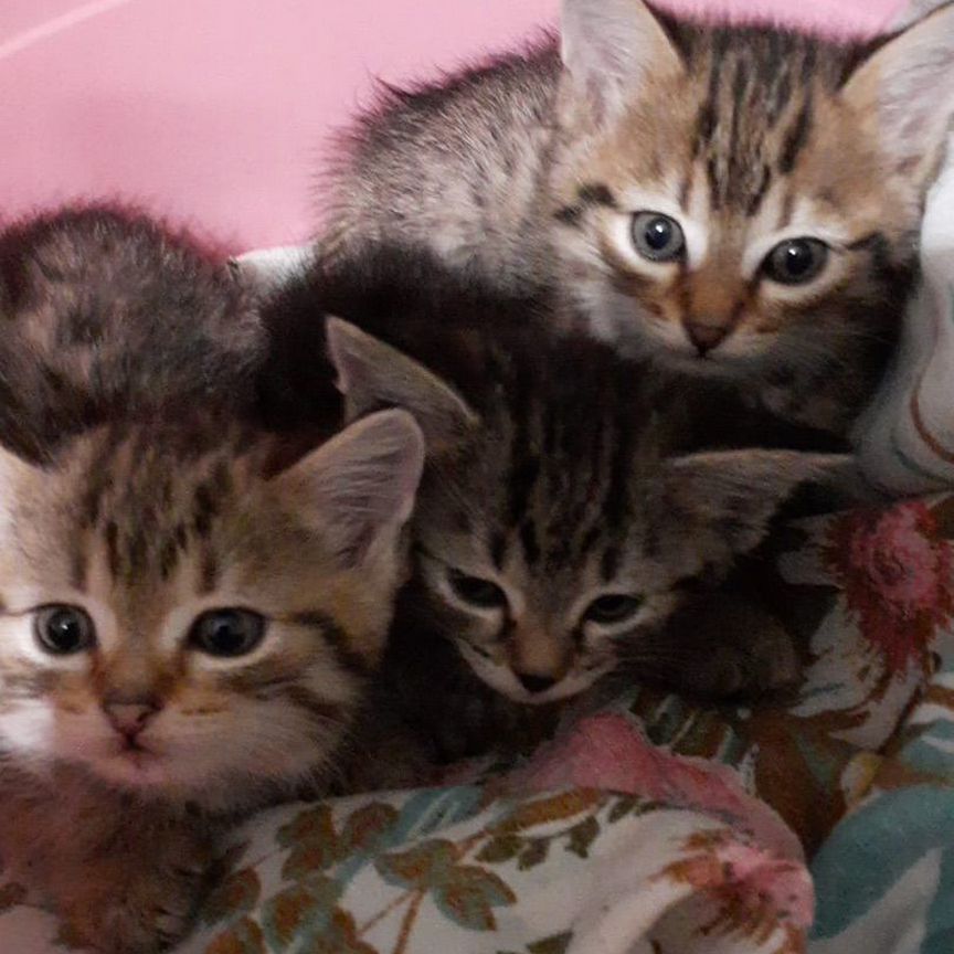 Котята в добрые руки