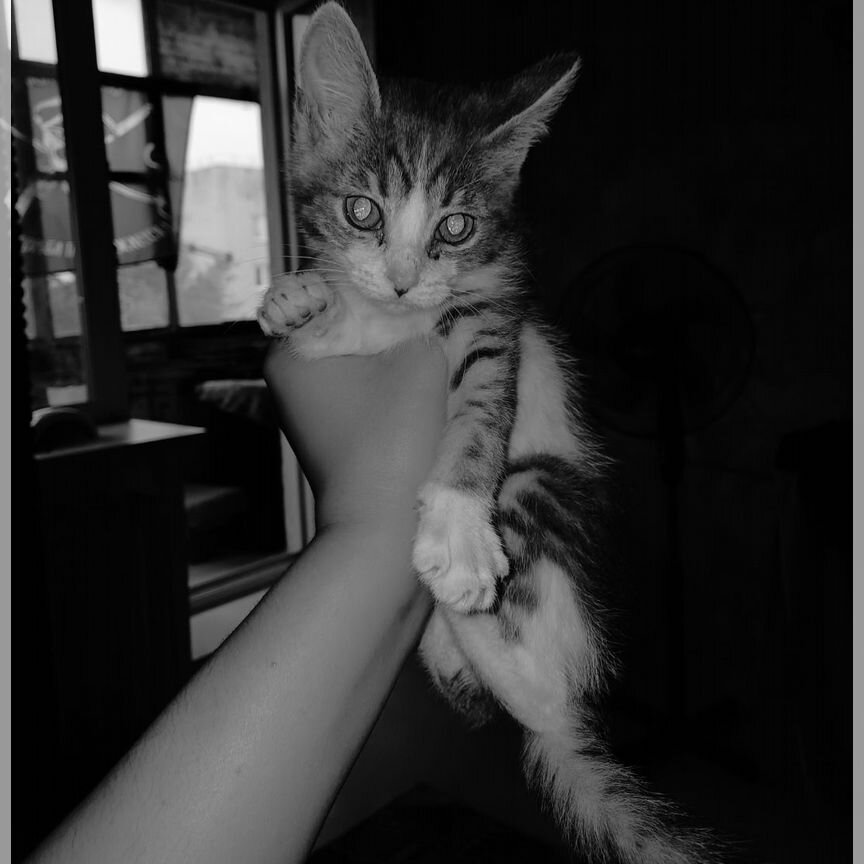 Котёнок в добрые руки