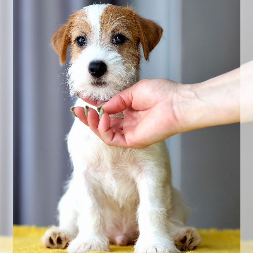 Джек-рассел-терьер, щенок