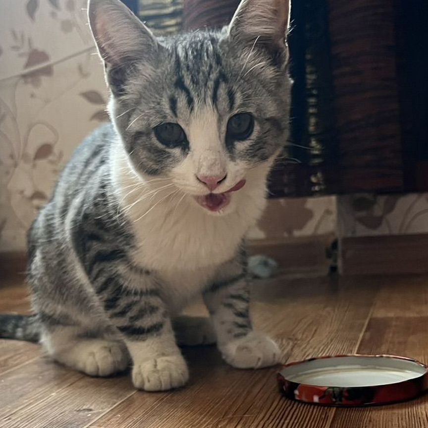 Котик в добрые руки