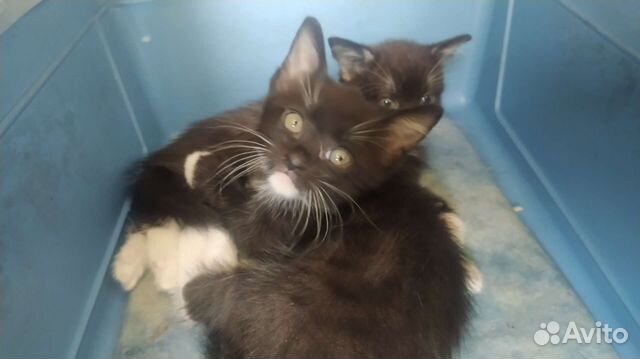 Котёнок мэнкс чёрно-белый, 1 месяц