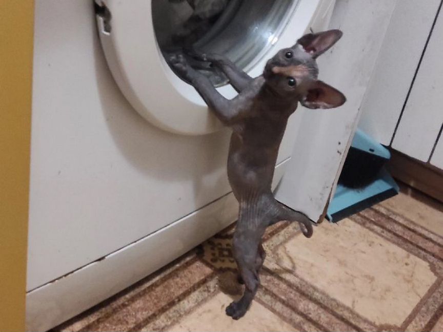 Сфинкс котята