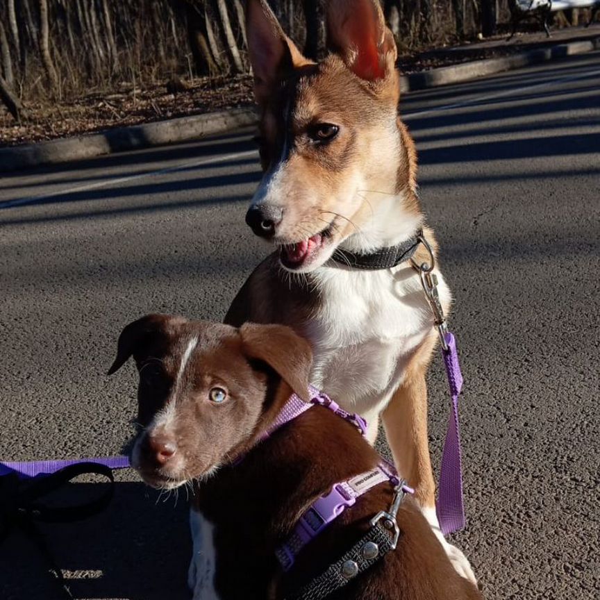 Щенок курцхаар в добрые руки