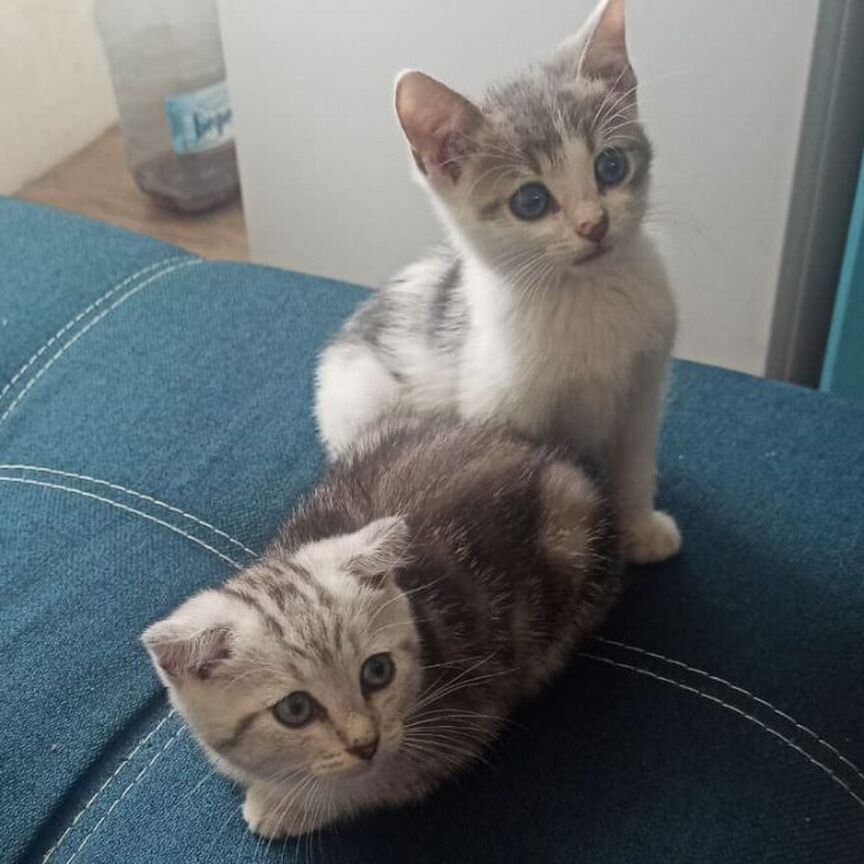 Вислоухие котята помесь в добрые руки