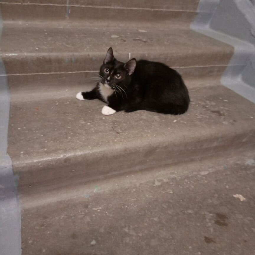 Котёнок мальчик выживает