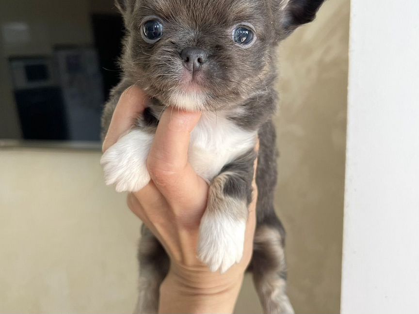 Чихуахуа сука голубой подпал