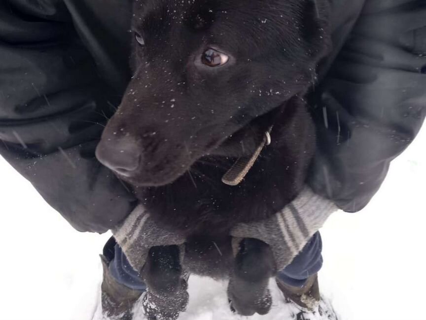 Ищет новых хозяев