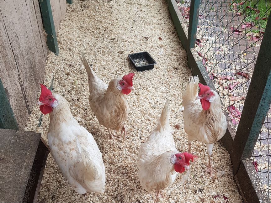 Куры несушки