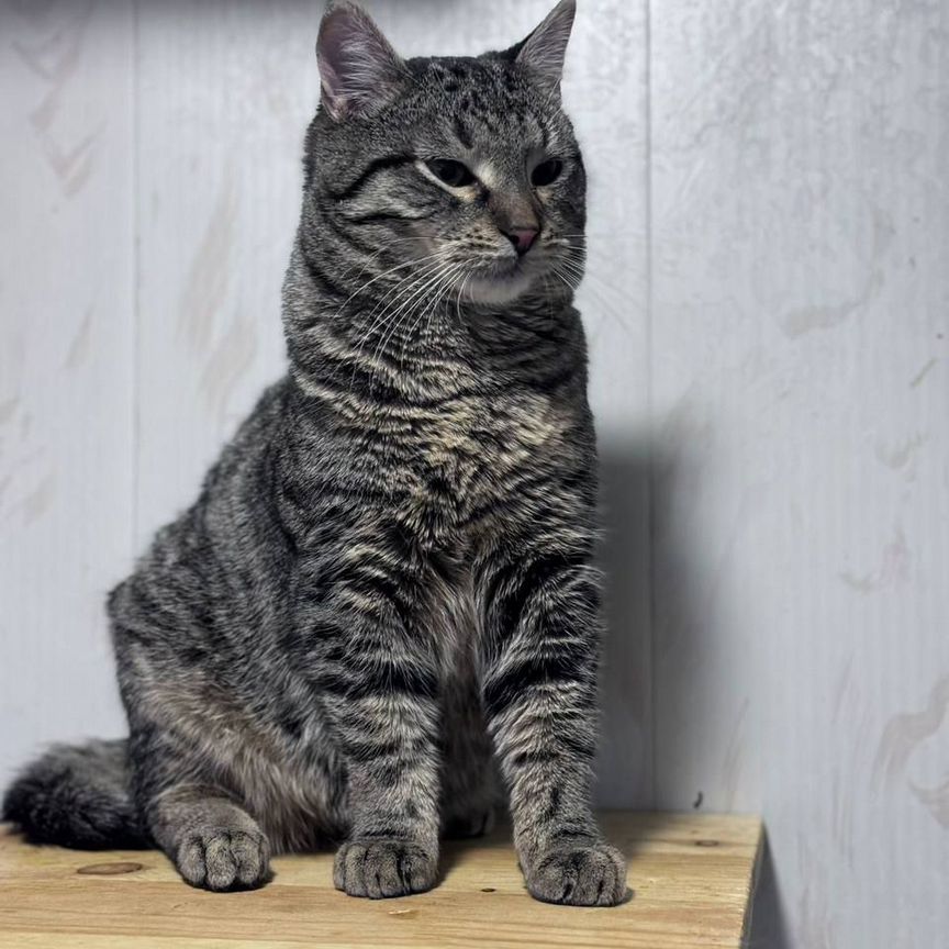 Кошки в добрые руки бесплатно