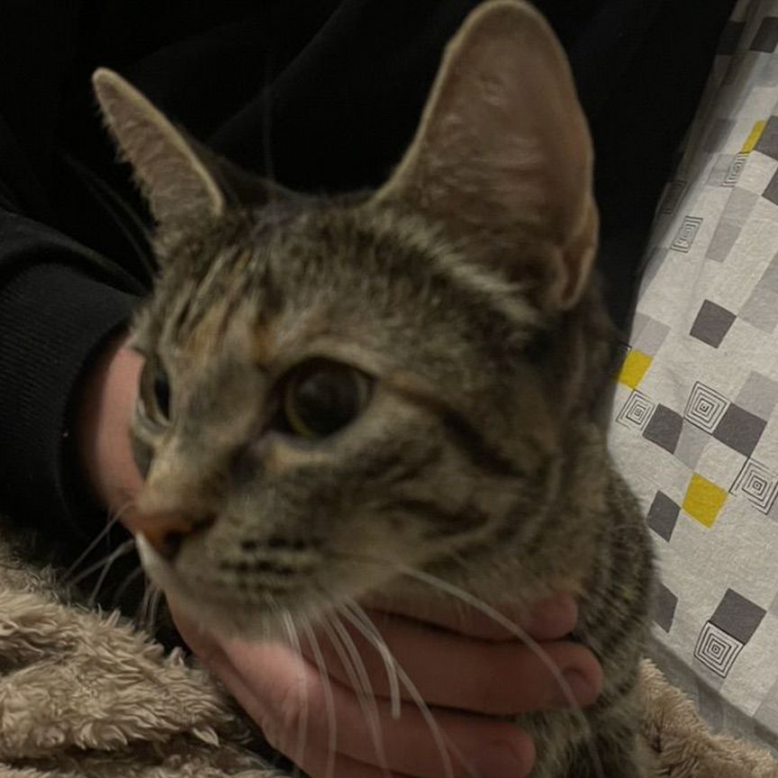 Котенок (кошка) в добрые руки