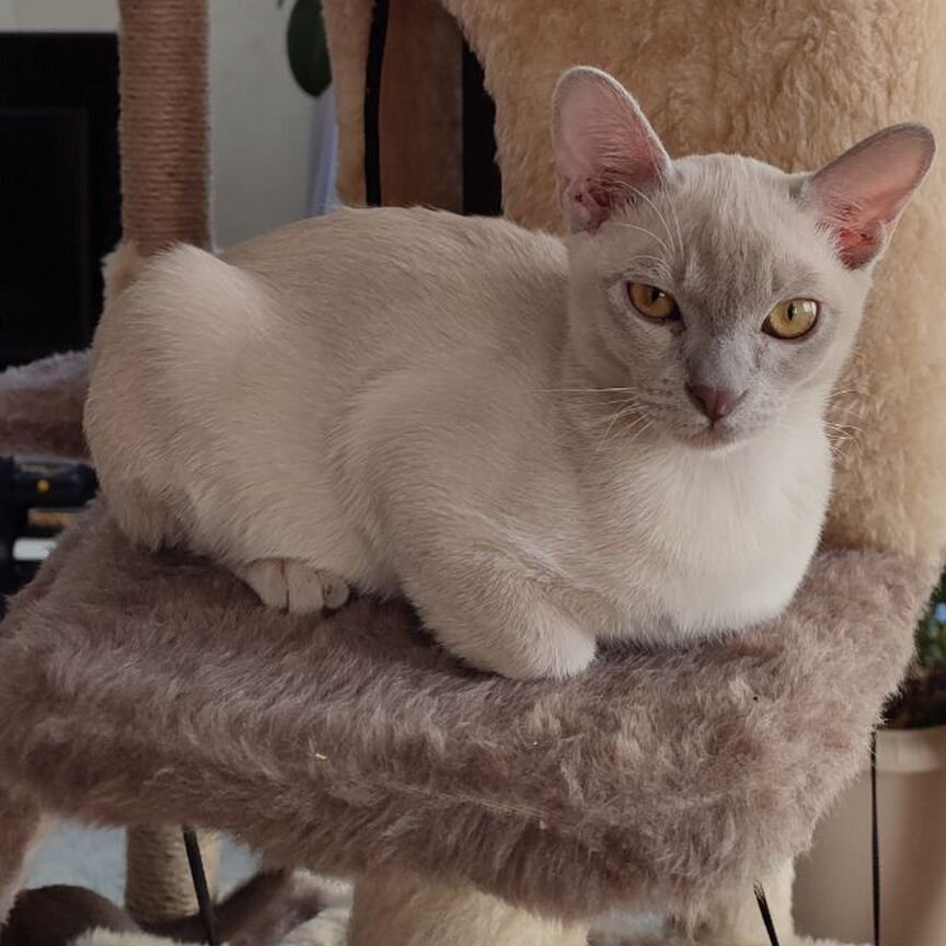 Европейский бурманский котёнок