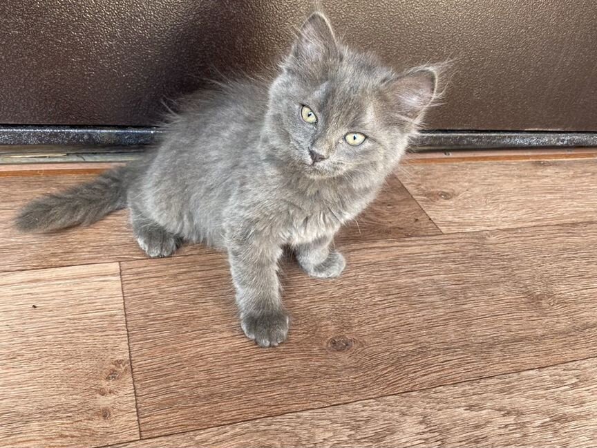 Котята умные игривые