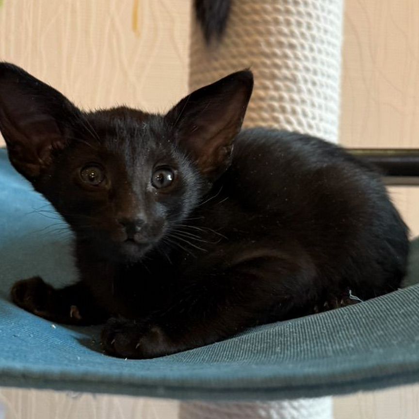 Ориентальный котёнок