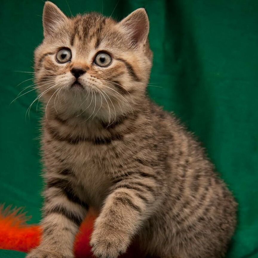 Британский короткошёрстный котёнок