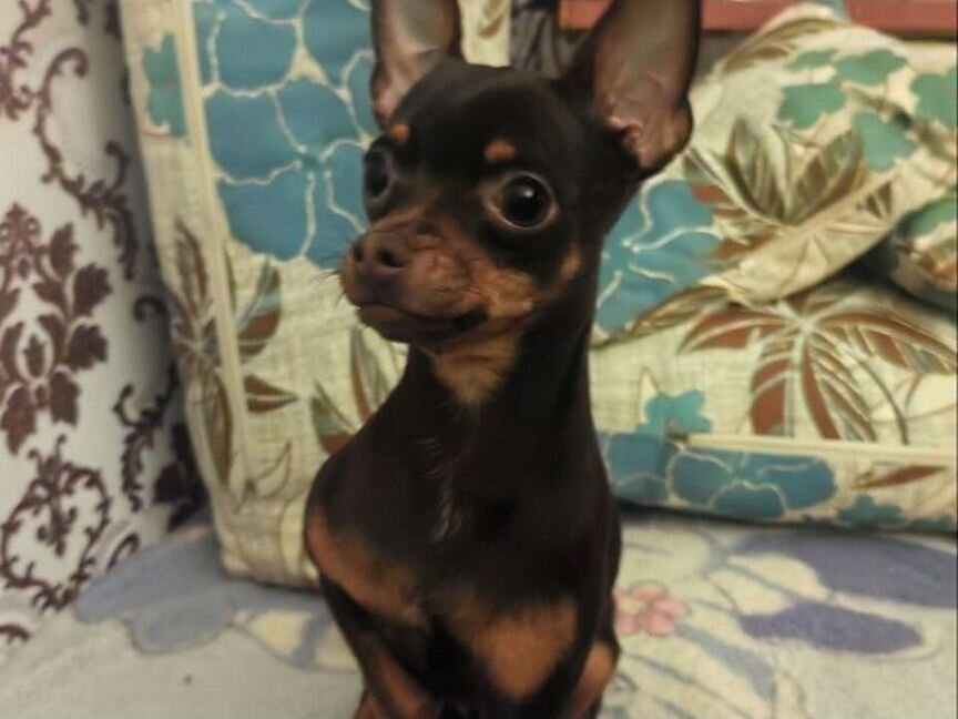 Мини Той-терьер вязка