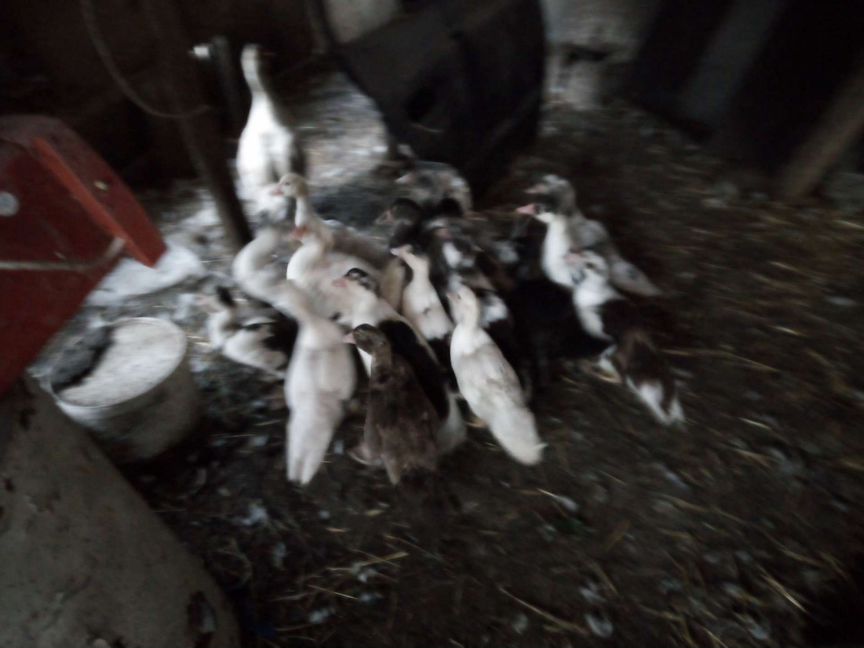 Мускусные утки с утятами