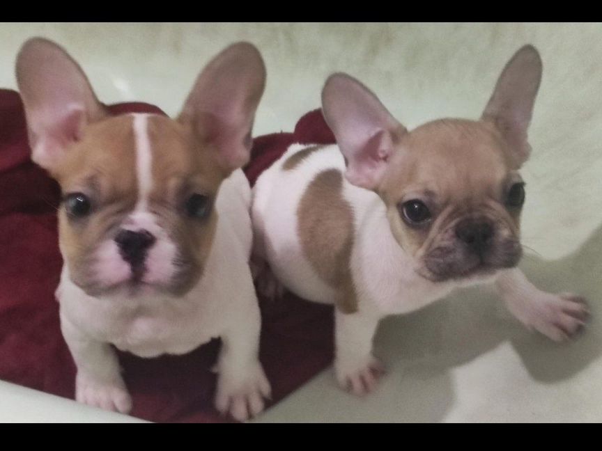 Французский бульдог мальчики