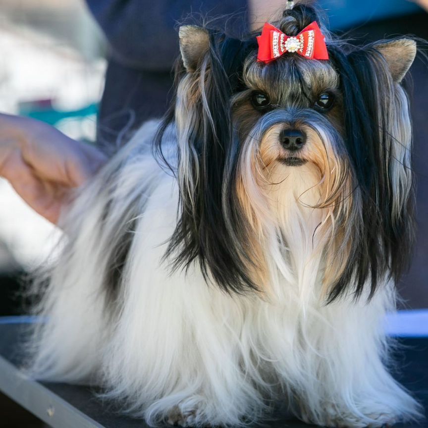 Бивер-йоркширский терьер, щенок