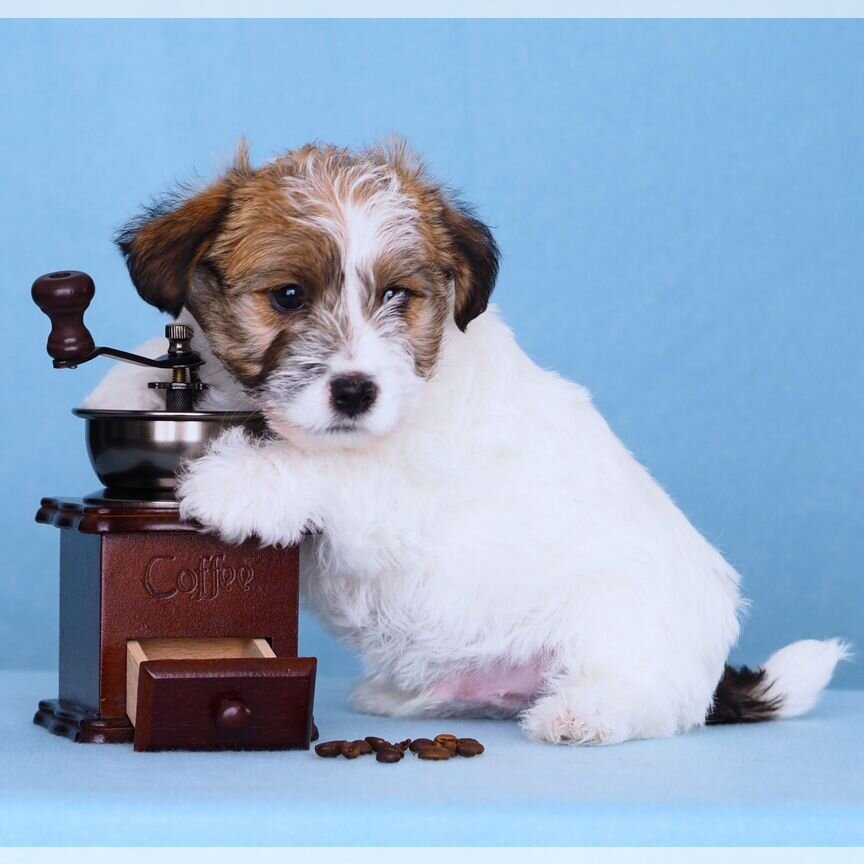 Джек-рассел-терьер, щенок